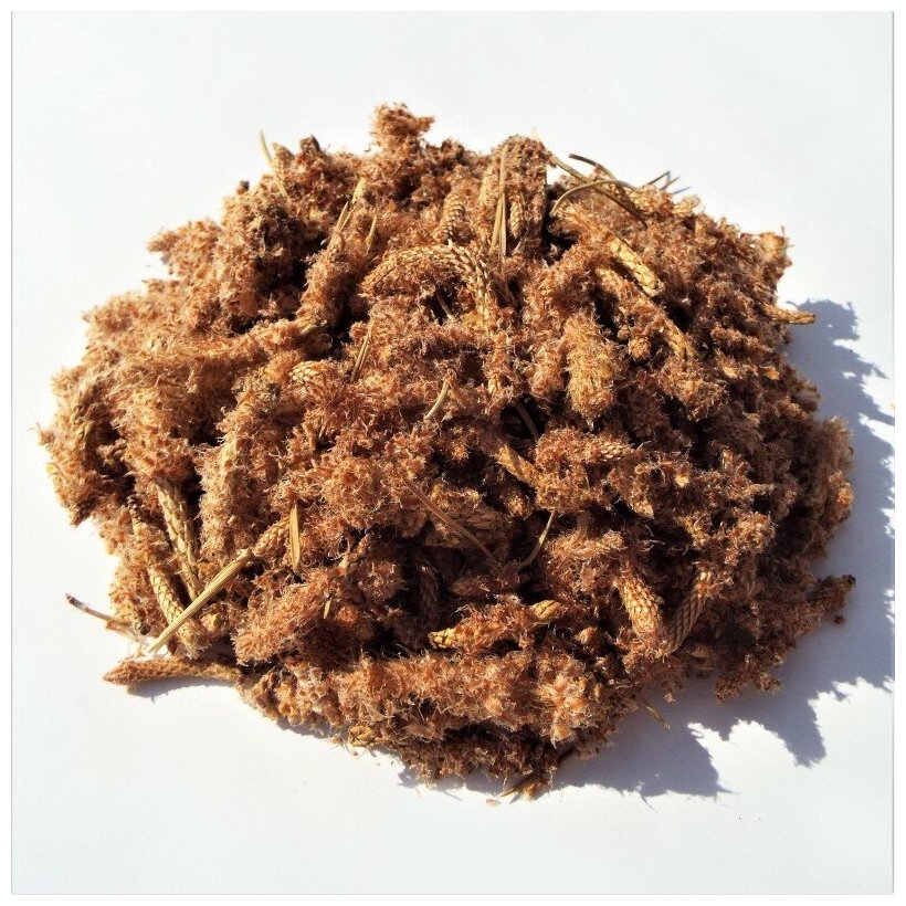 Сушеные Побеги Сосны 100 гр. Собрано в Сибири ! В предгорье Саян. Обладают противовоспалительным, отхаркивающим действием. Для иммунитета