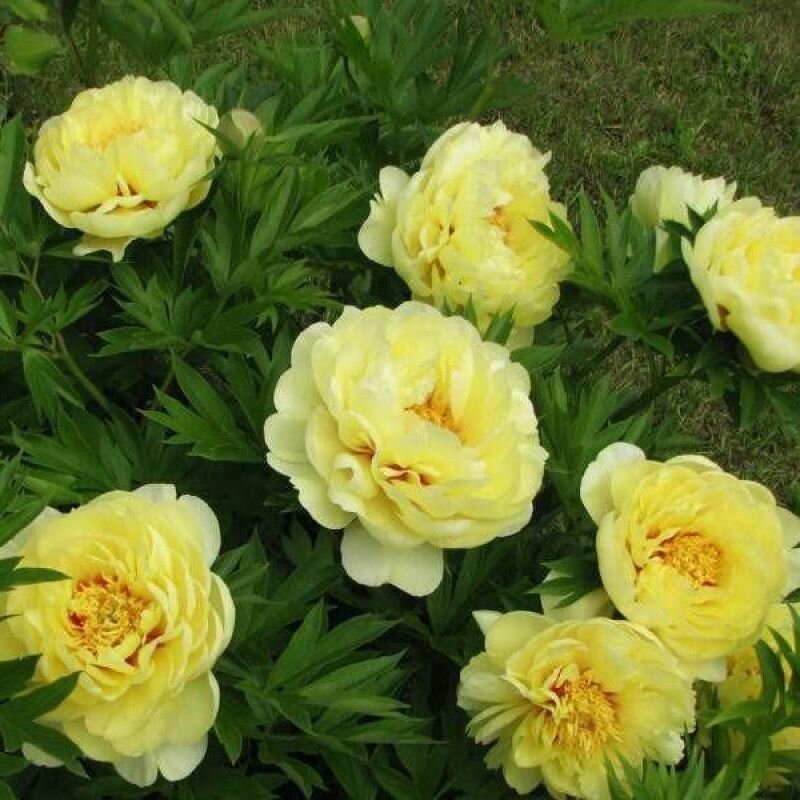 ИТО Пион Золотая корона(Golden Crown) в тубе