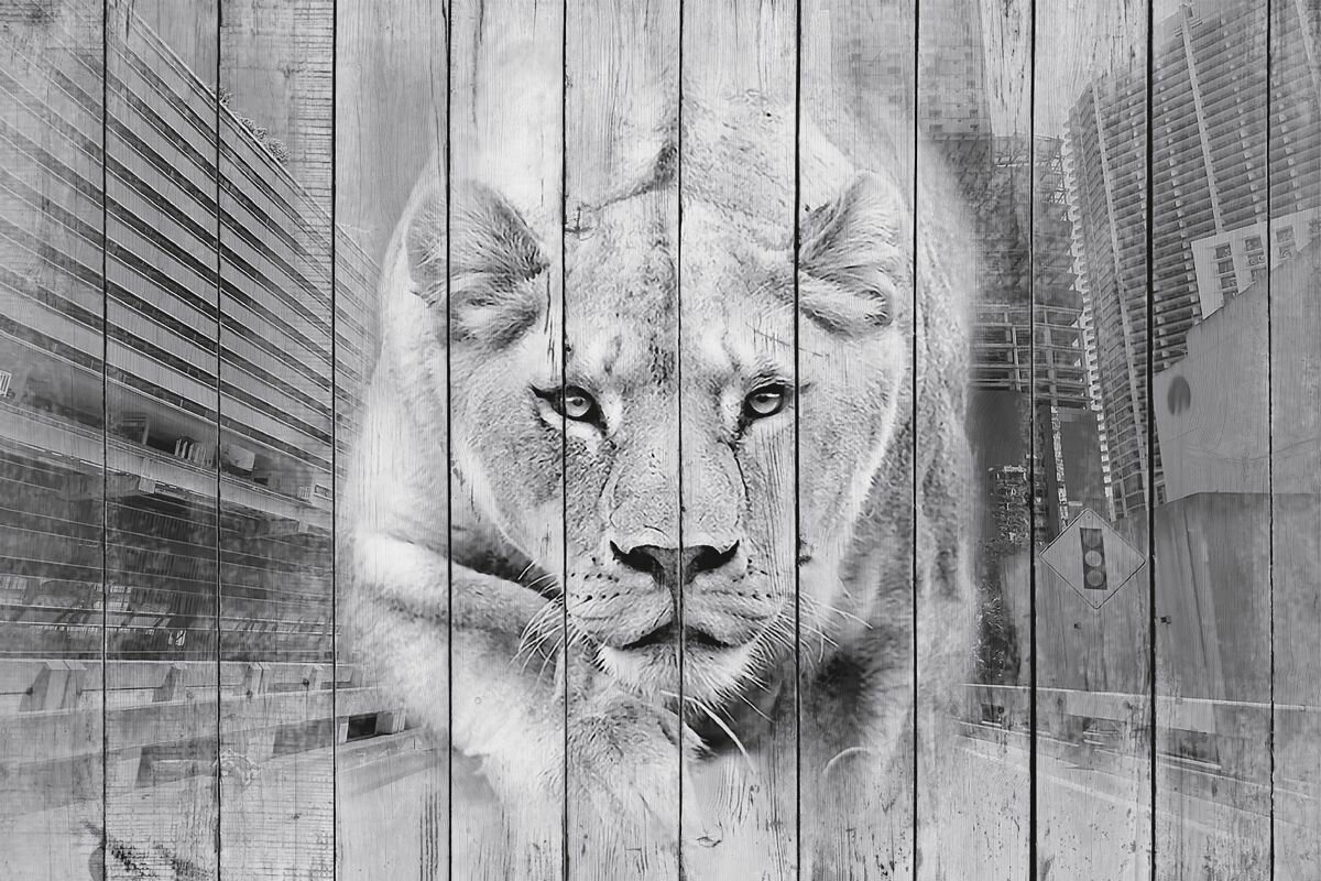 Фотообои флизелиновые с виниловым покрытием И 911 Лев на сером фоне 300х200см