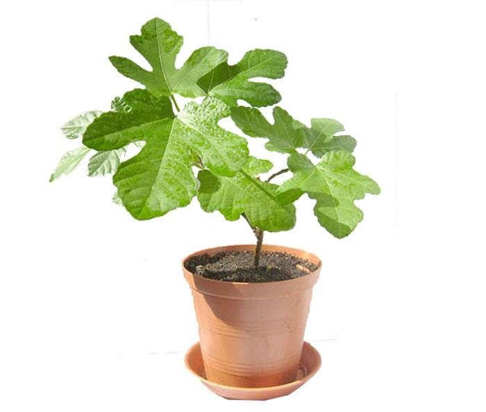 Инжир - Ficus carica D12 H20