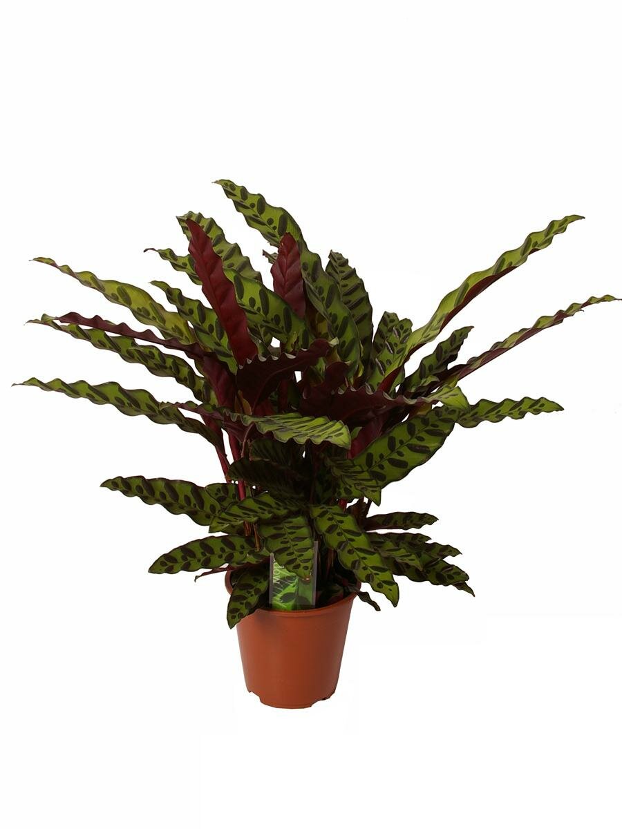 Калатея замечательная - Calathea insignis D12 H30
