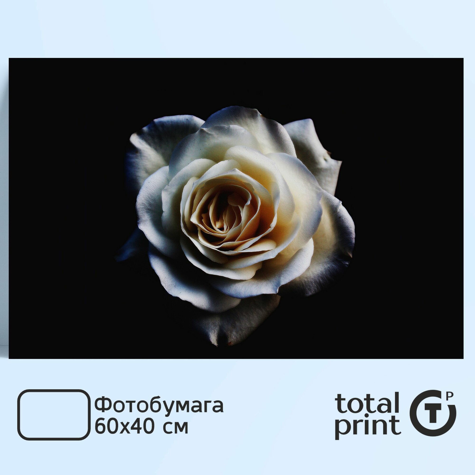 TotalPrint Постер для интерьера, Цветы, букет, композиция, 60х40см.