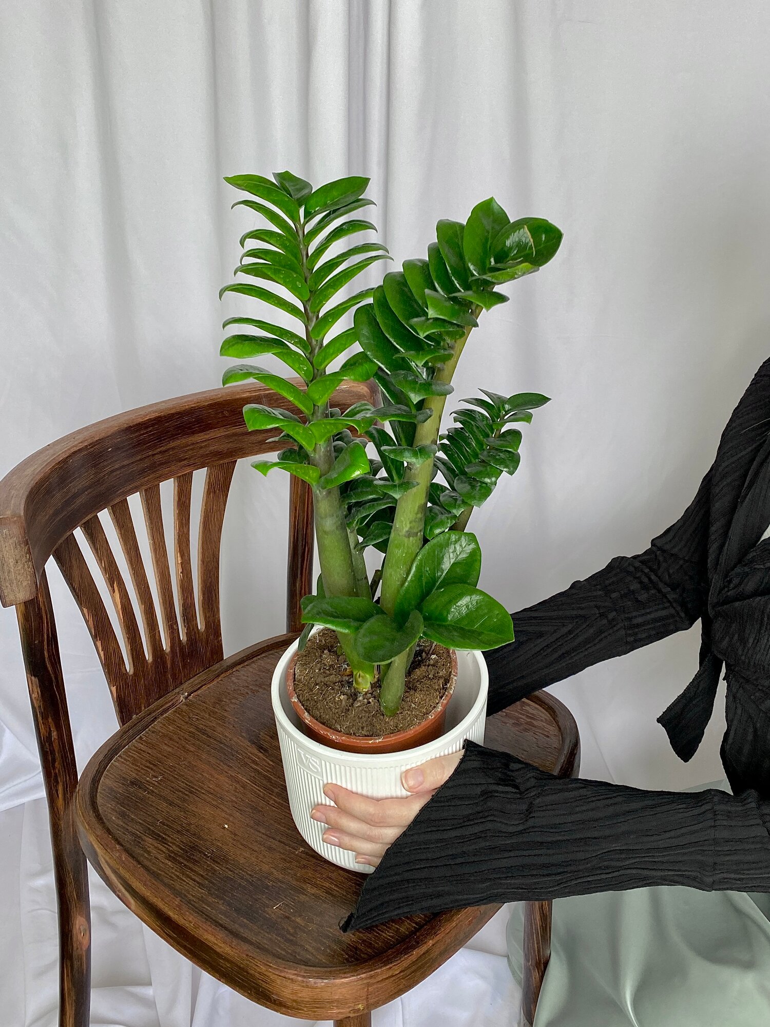 Замиокулькас "Зензи", высота 40 см, карликовое денежное дерево