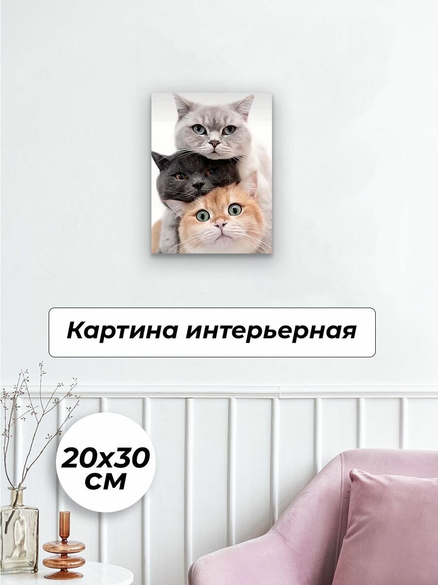 Картины для интерьера 20х30 3 Кота Кошки Кот