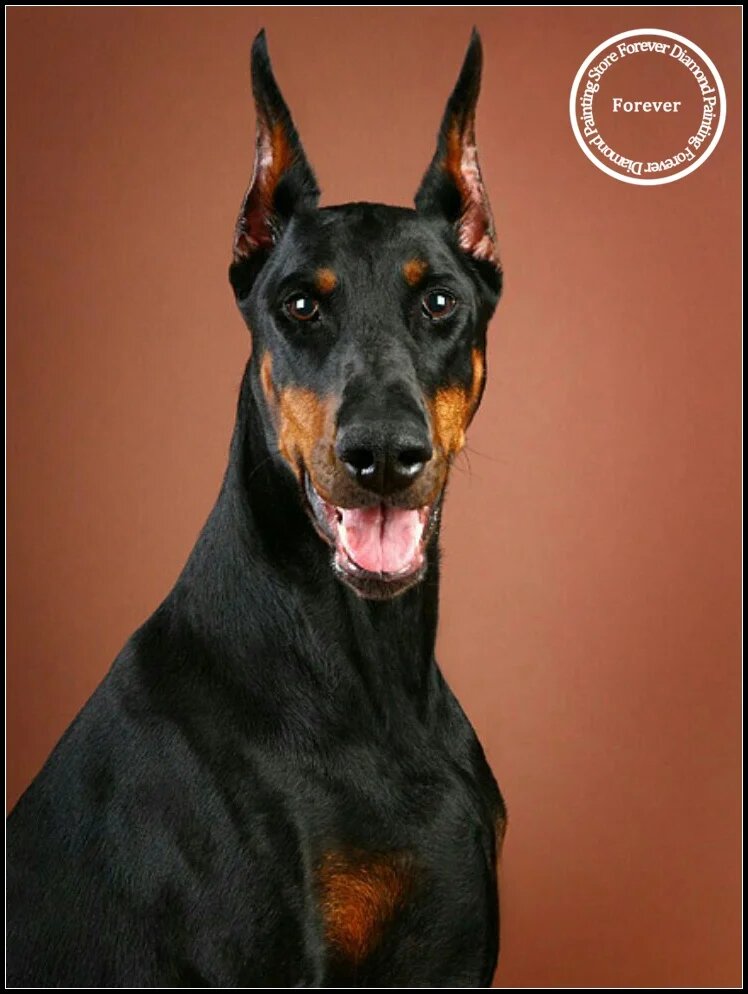 Картина алмазной мозаикой на подрамнике "Доберман-пинчер" круглые бриллианты 40х50см