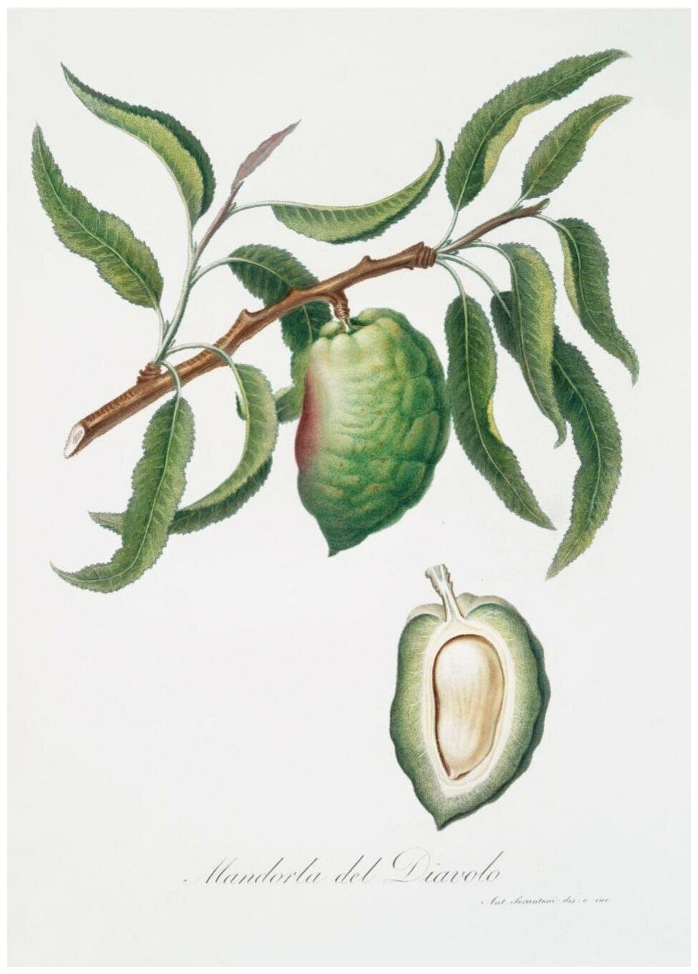 Постер / Плакат / Картина Фрукты - Миндаль на ветке 60х90 см в подарочном тубусе