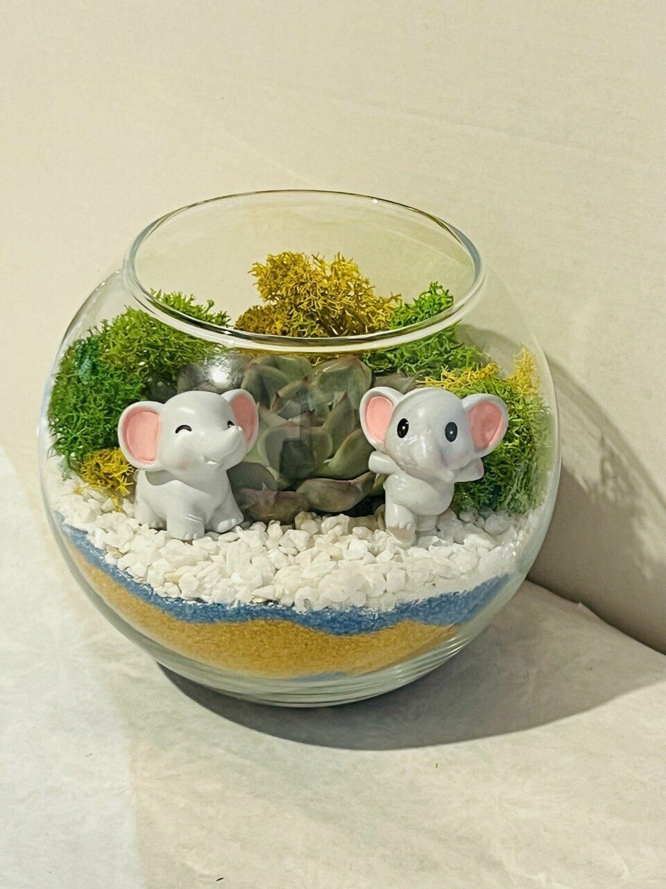 Флорариум / Суккуленты в вазе / Комнатное растение
