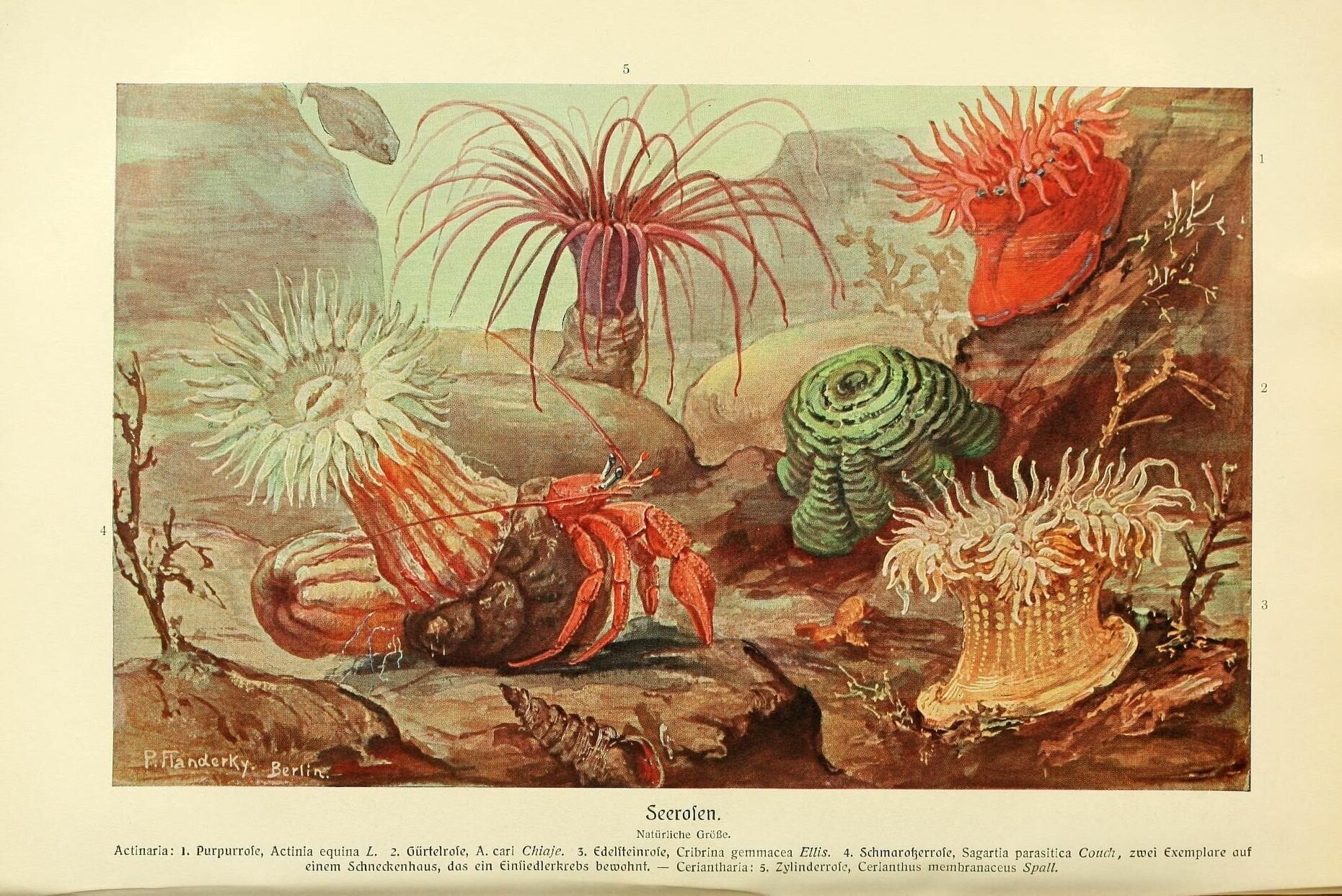 Актинии постер 20 на 30 см, шнур-подвес в подарок