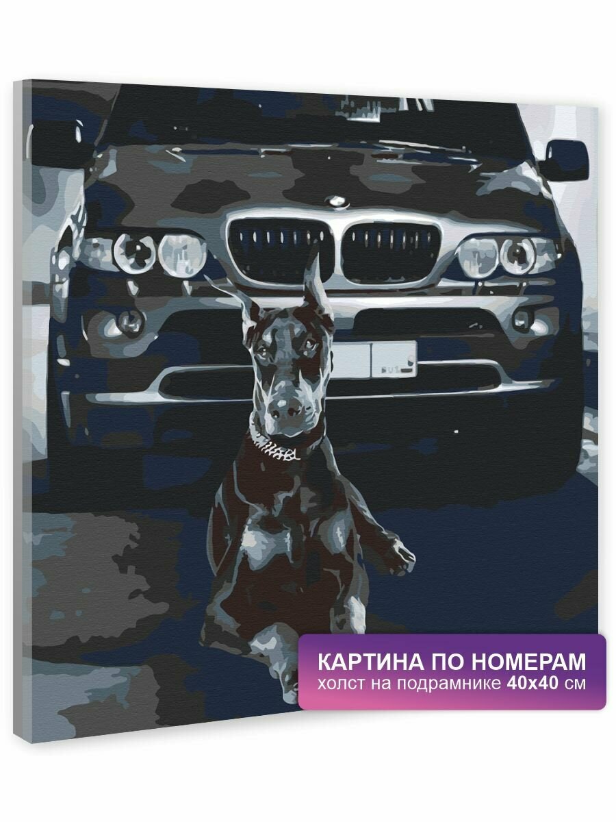 Картина по номерам на холсте с подрамником 40х40 см. Природа, животные, рыбы, птицы. Собаки, щенки. "Доберман и БМВ Х5", арт. 3543/