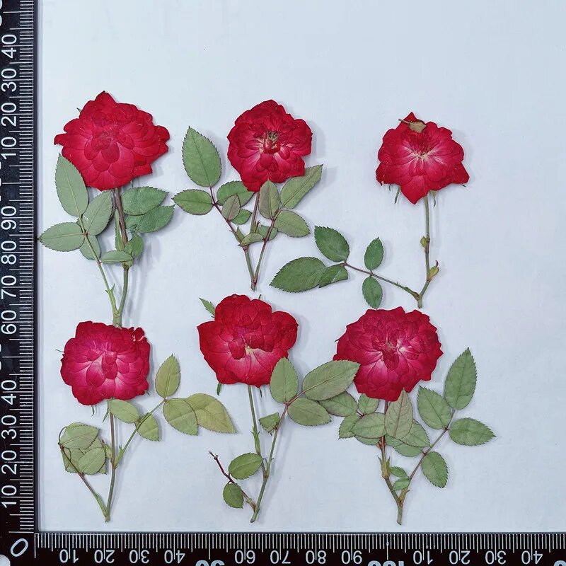 Натуральные ветки роз, 12 шт. Positive red