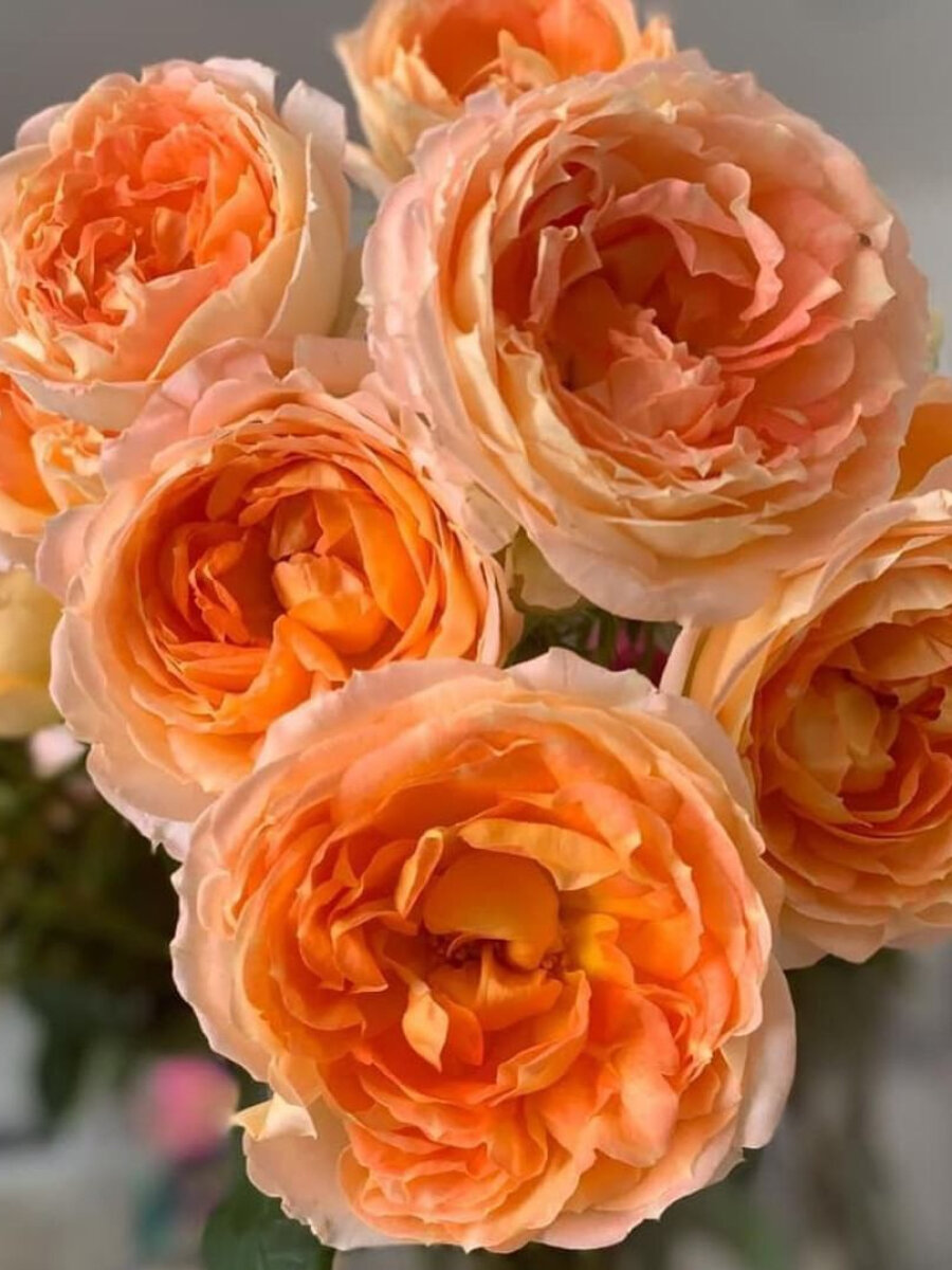 Роза японская Принцесса Айко, многолетняя, ЗКС, 500г, высота 30 см