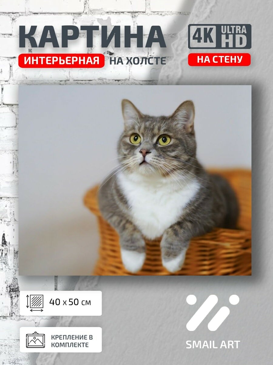 Картина на холсте интерьерная 40 на 50 на стену Животные Кот для офиса атмосфера