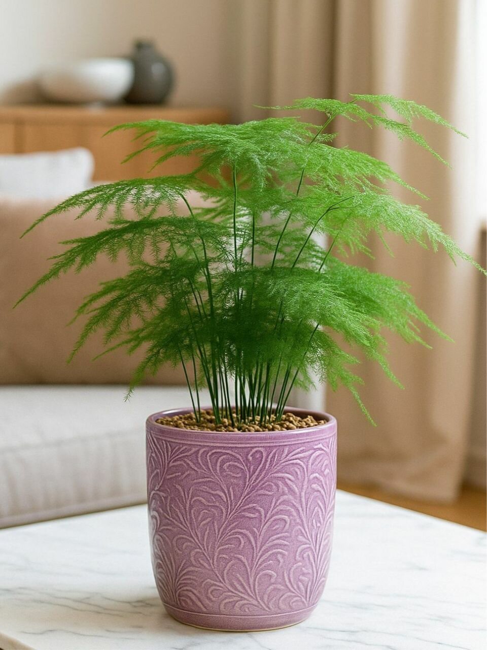 Растение GREEN TOWN "Аспарагус", в коробке, лиственное, высота 17 см