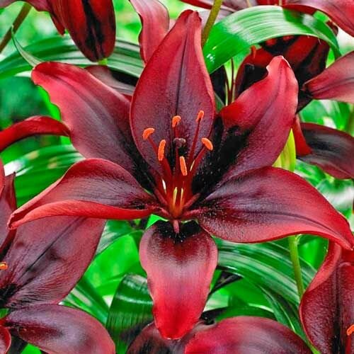 Лилия азиатская Мапира; Луковица, 2 шт.