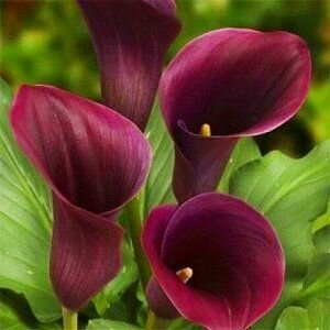 Калла Калла Дурбан 1шт