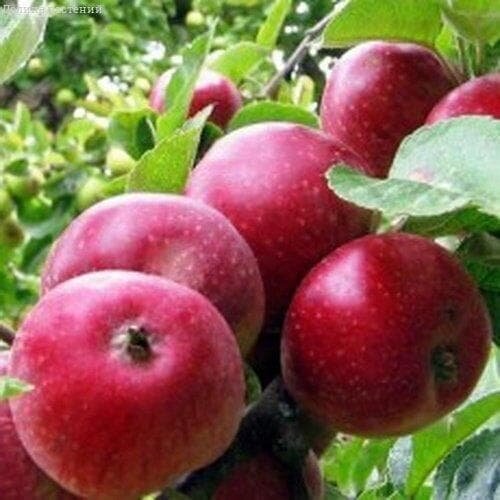 Яблоня Коваленковское/Летняя (1 саженец), Россия