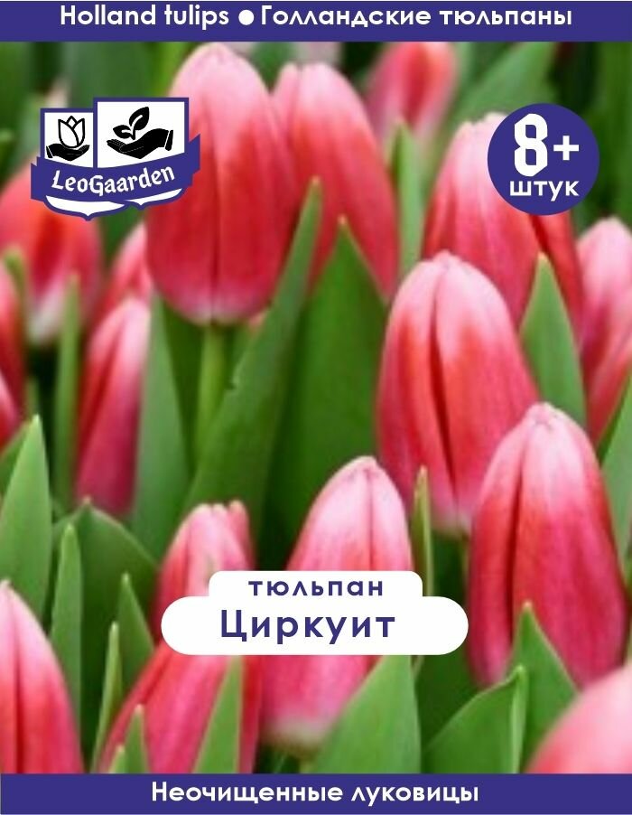 Тюльпан Циркуит 8+ шт