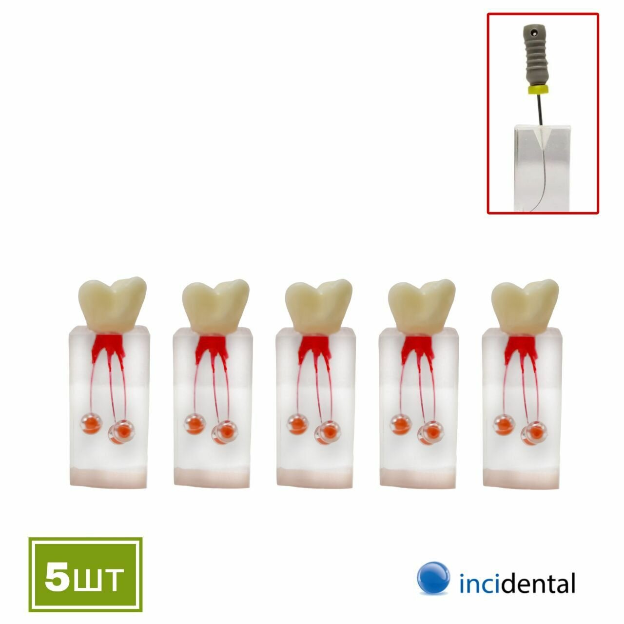 Эндоблок Incidental Дентальный канал с коронковой частью, ( 5шт моляр, три канала окрашен, в области апекса ) N5/31 Прозрачные блоки для обучения и закрепления эндодонтических навыков .