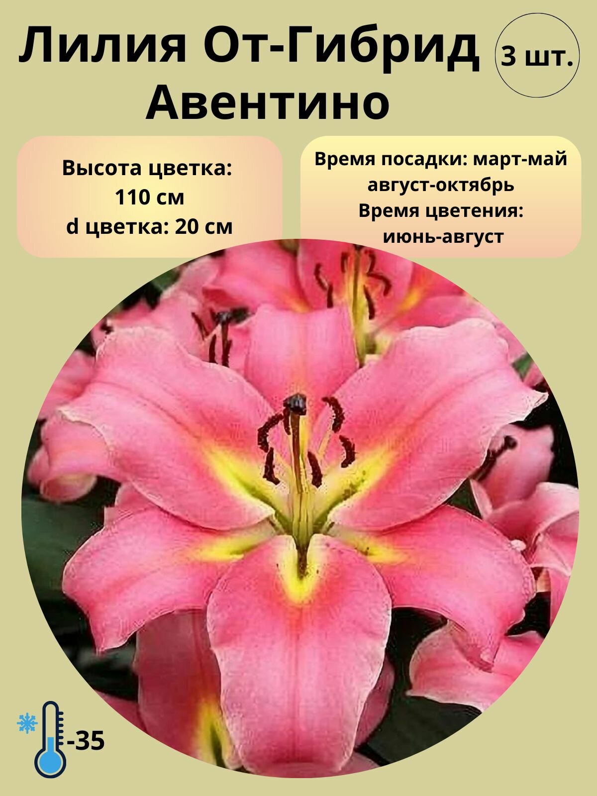 Луковицы Лилии ОТ-гибрид, 3 шт