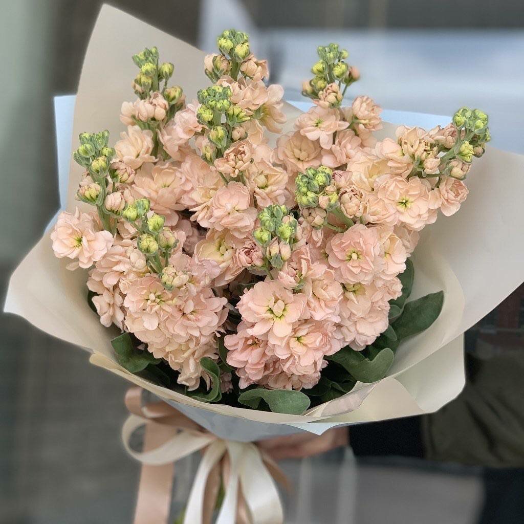 Премиум букет из розовой маттиолы, премиум цветы, шикарный, красивый букет цветов, маттиола.