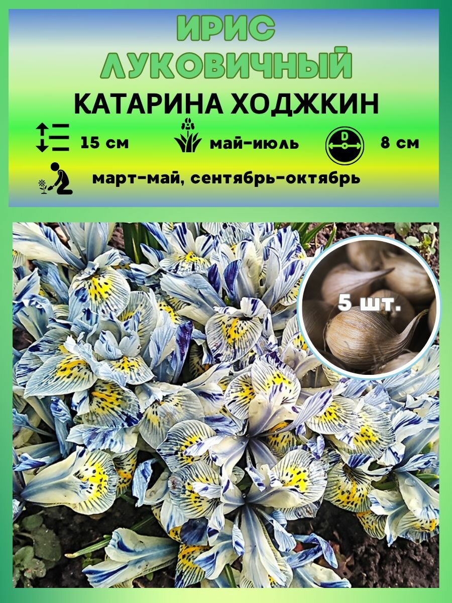 Ирис луковичный 5шт.