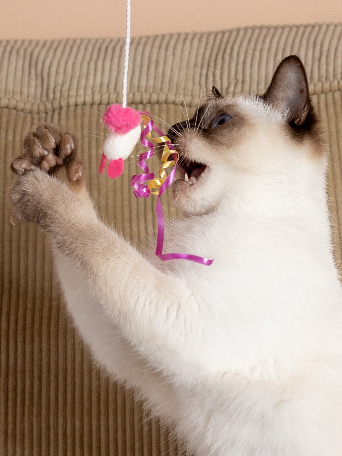 Игрушка для кошек Japan Premium Pet дразнилка из натурального кокона шелкопряда для возбуждения кошачьих инстинктов