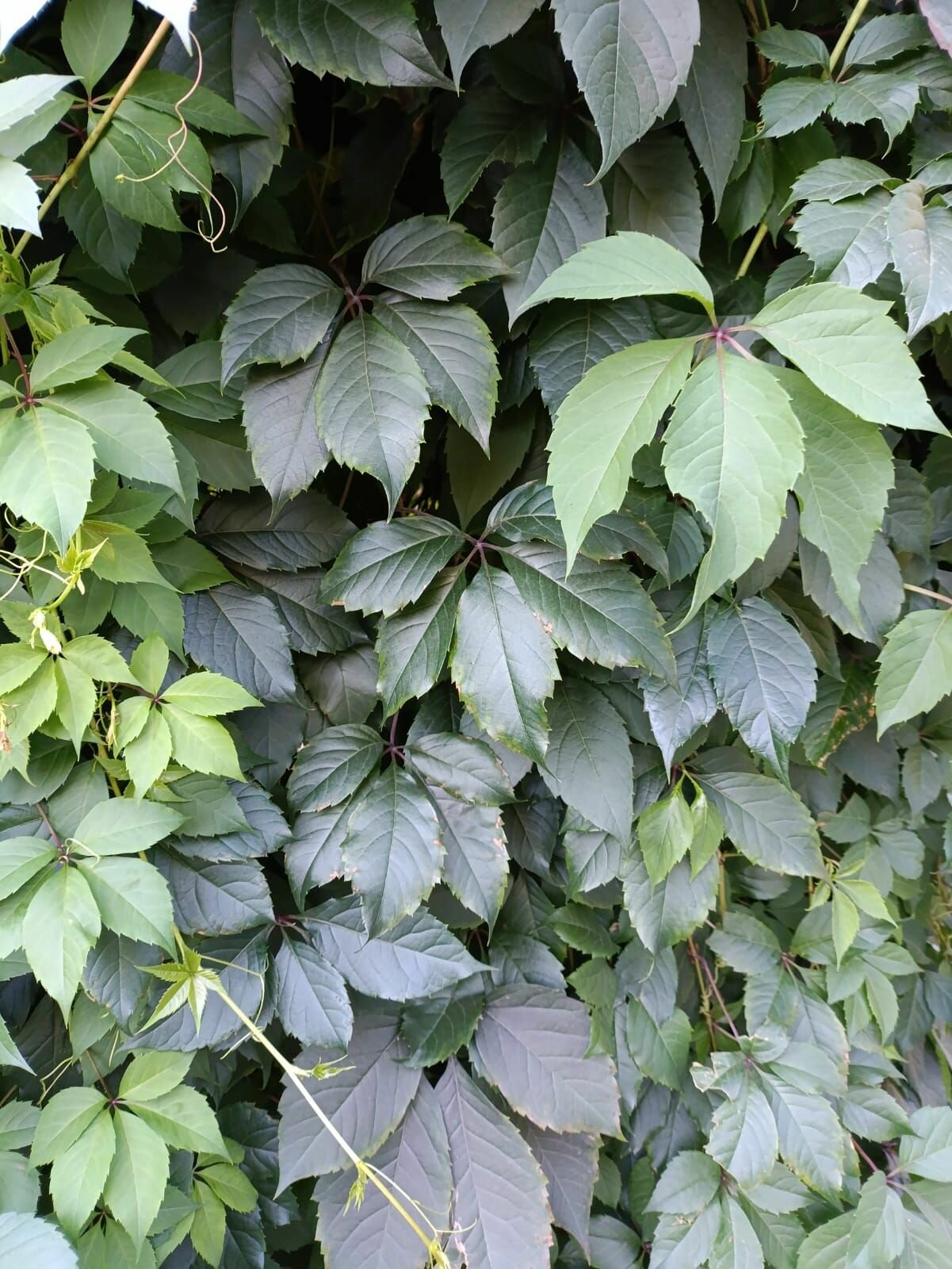 Виноград девичий пятилисточковый, 50 семян