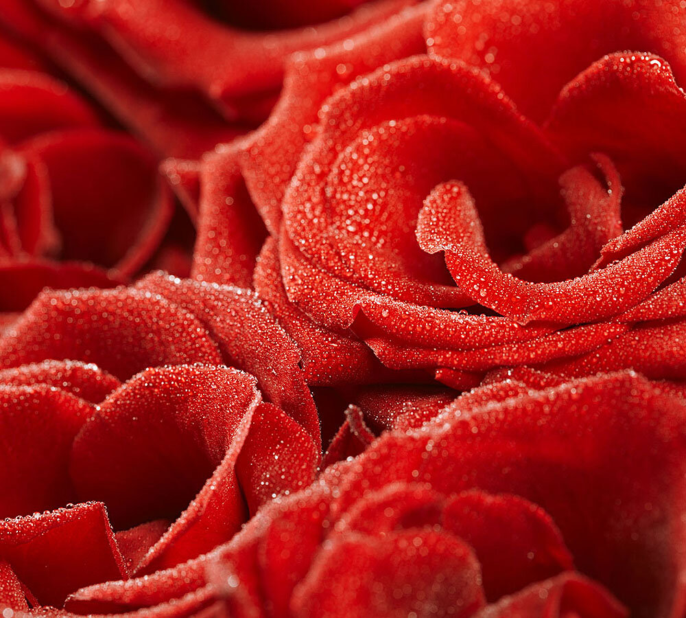 Фотообои Divino Decor "Роса на розах" Е-023 300*270 фактура холст