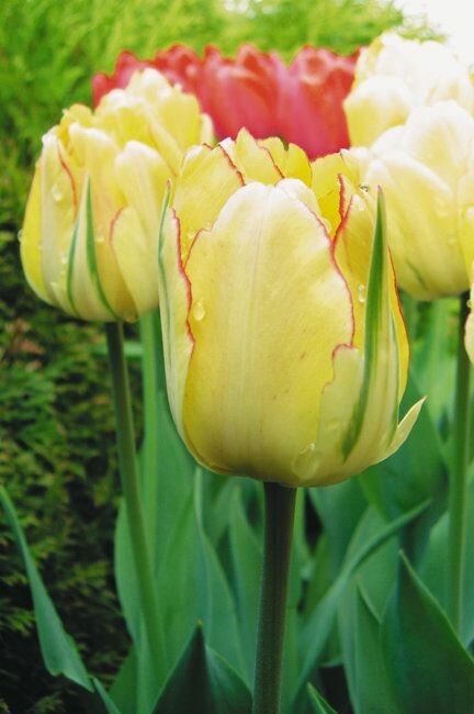 Тюльпан Желтая Роза 5 шт.