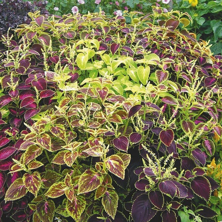 Колеус Визард смесь