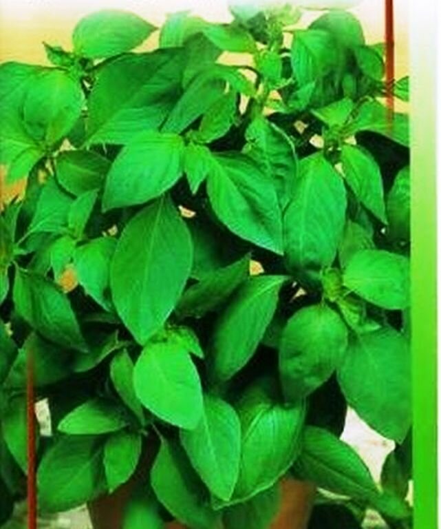 Семена растения базилик лимонный цитрус