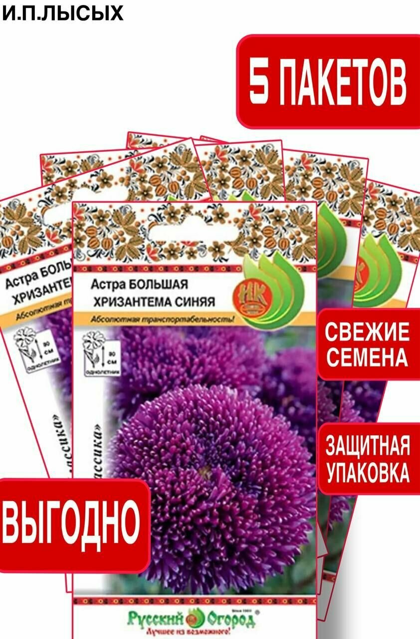 Астра Большая хризантема синяя 5шт