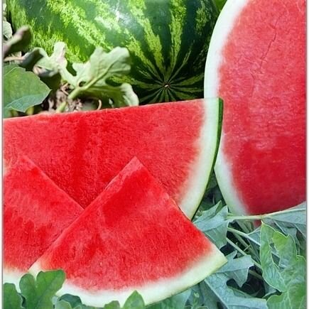 Семена Арбуза "Тонга F1 ", 10 шт. семян