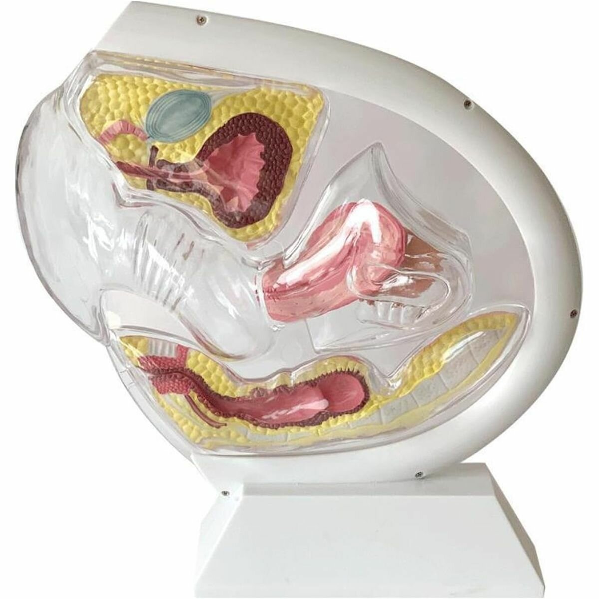 Прозрачная модель матки