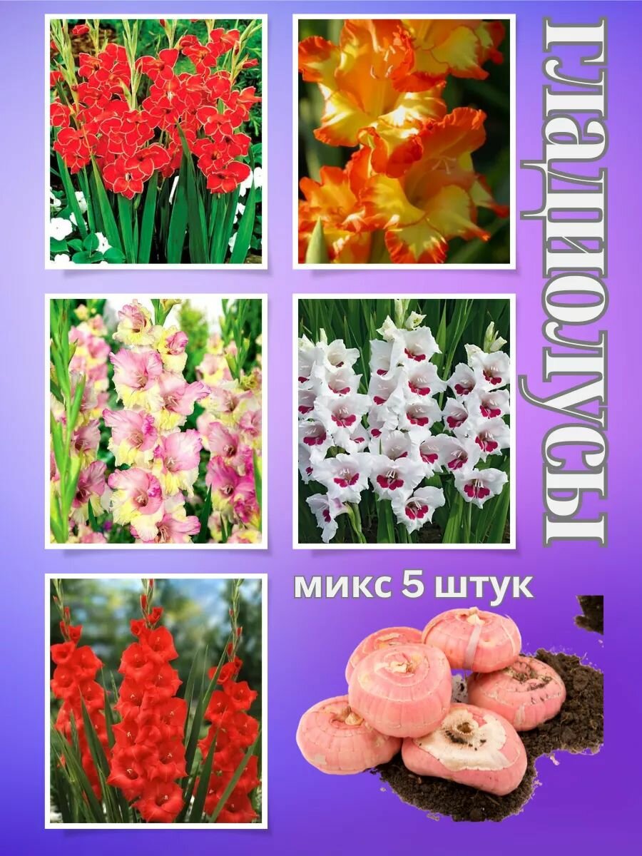 Гладиолус луковицы, микс 5штук