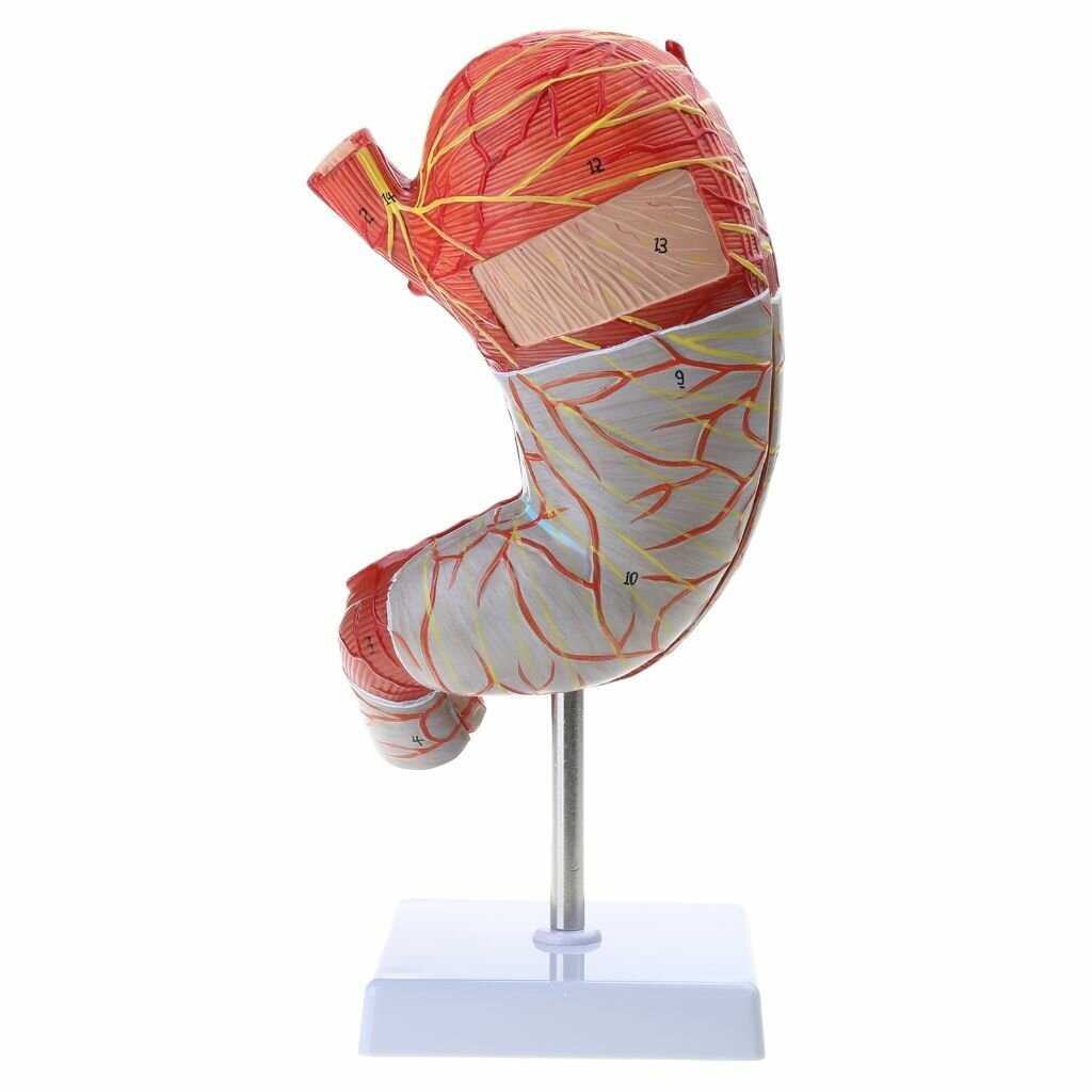 (1) Анатомическая модель желудка - увеличенный в 1,5 раза желудок