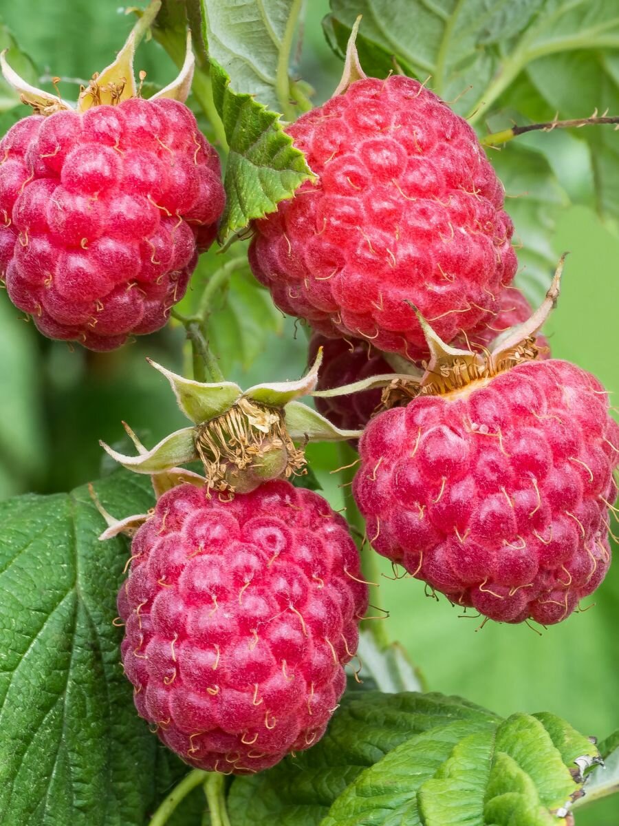 Малина крупноплодная Бальзам. высокоурожайная, морозостойкая, 2 шт