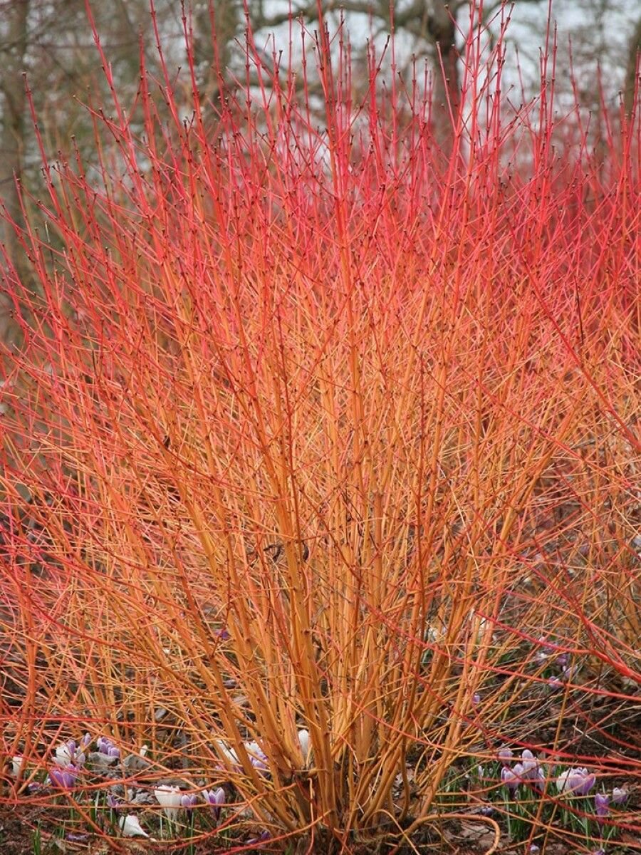 Семена Дерен красный (Cornus sanguinea), 10 штук