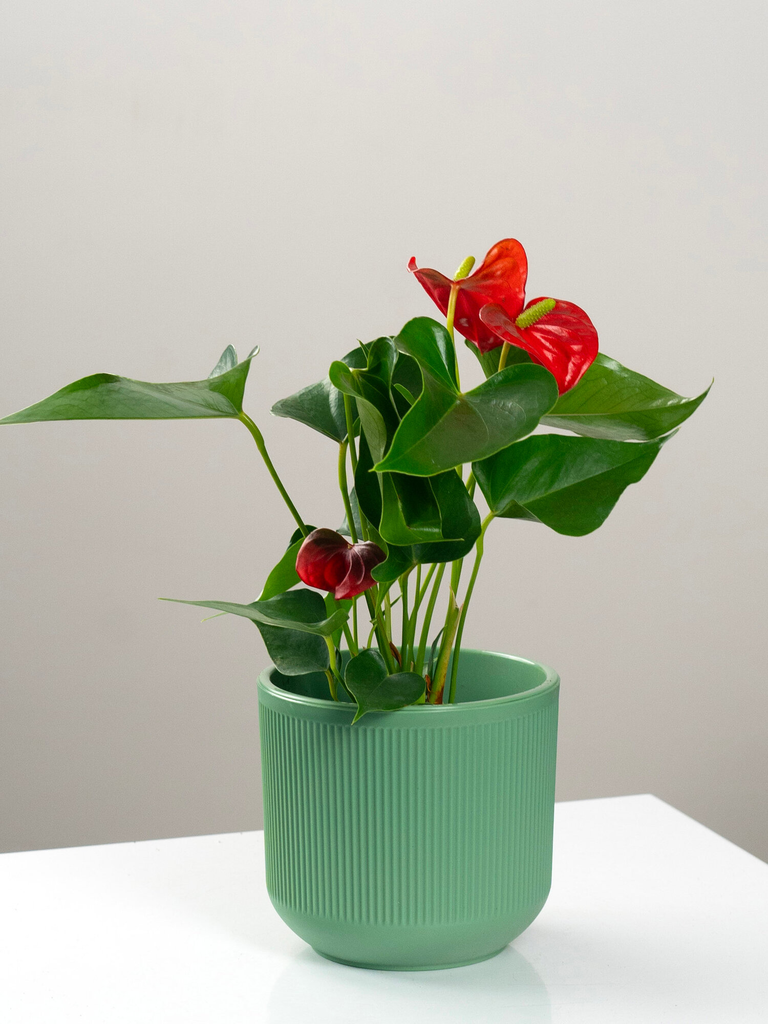 Geo Glass: Антуриум живой цветок в горшке , растение живое 30-35 см