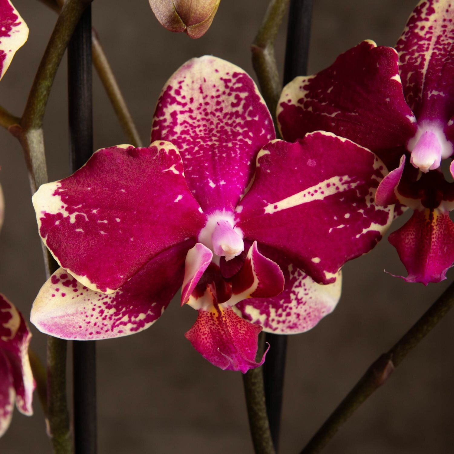 Орхидея Фаленопсис Rombley 2 ст