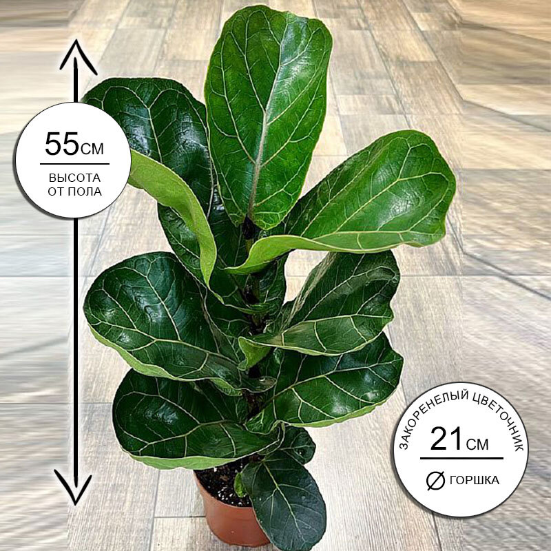Фикус Лирата 21*55, живое комнатное растение в горшке, Закоренелый Цветочник