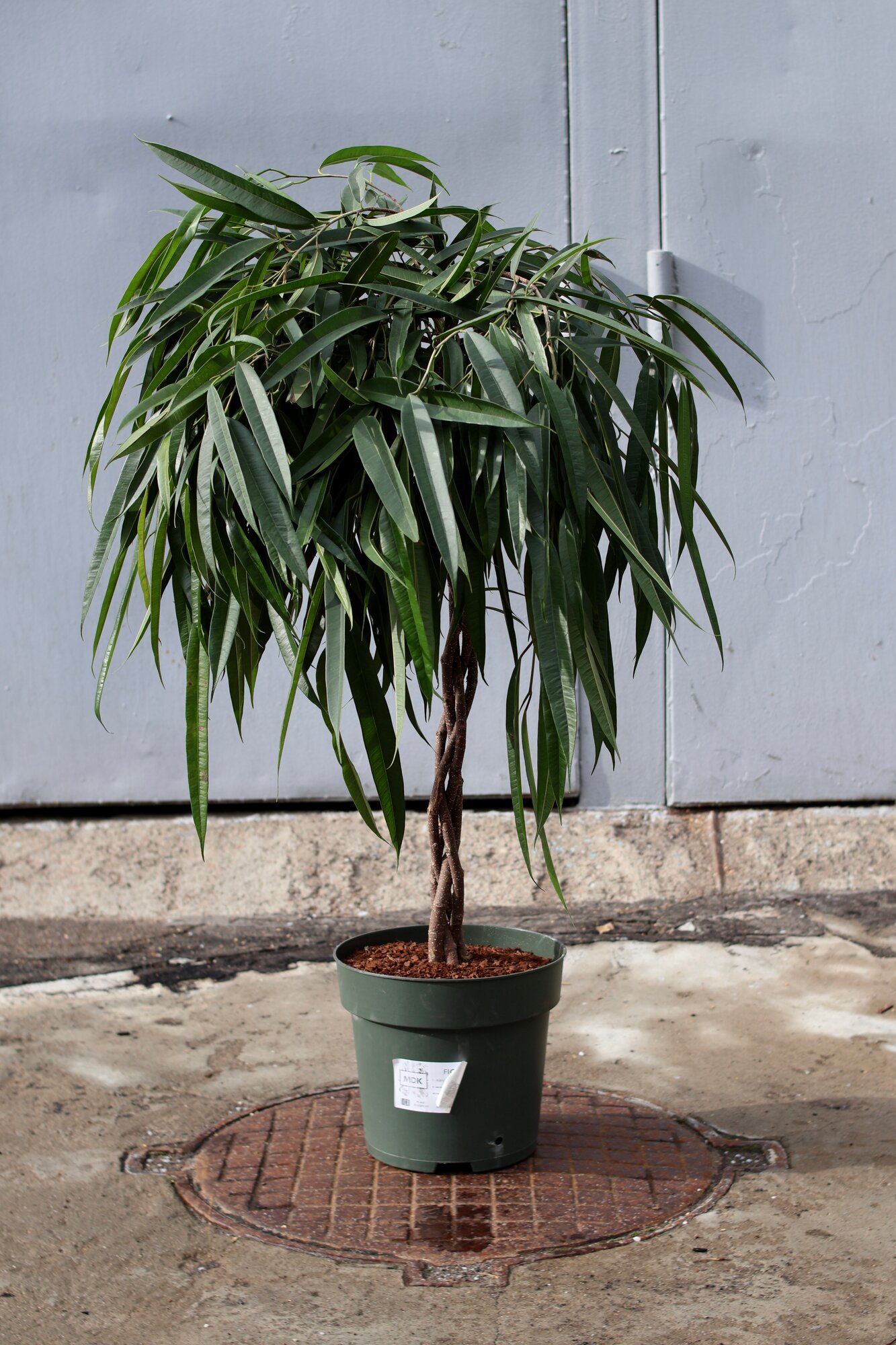 Фикус Бенедикта Али (D-27 H-100/120)