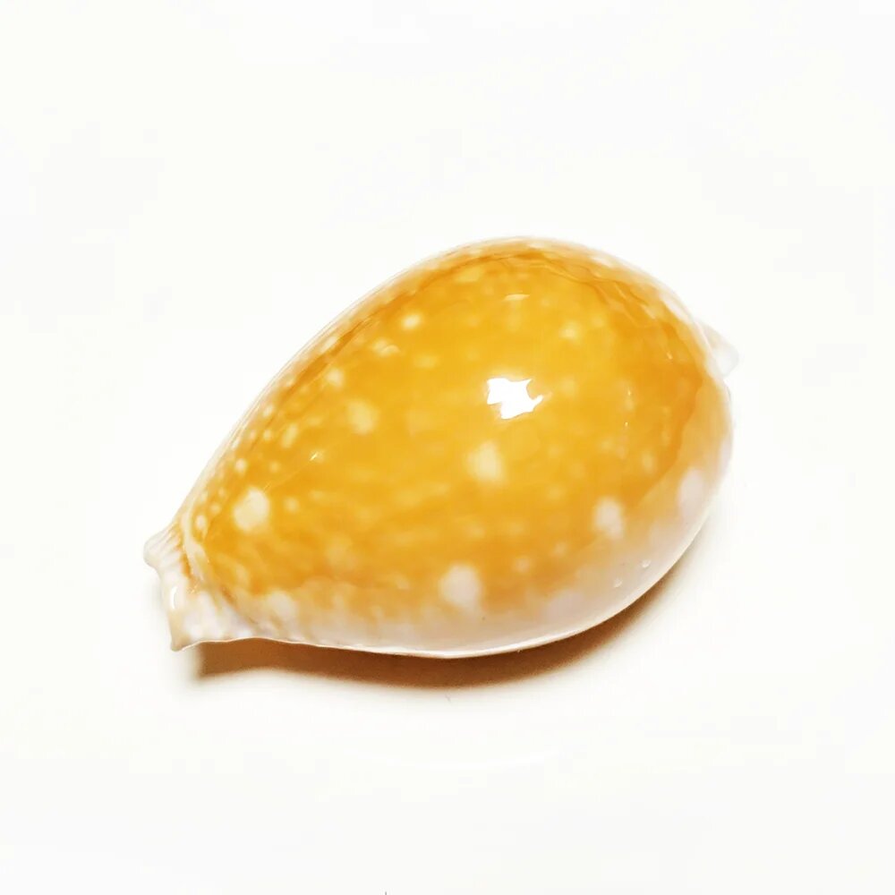 Ракушка каури Perisserosa Guttata 1 PC