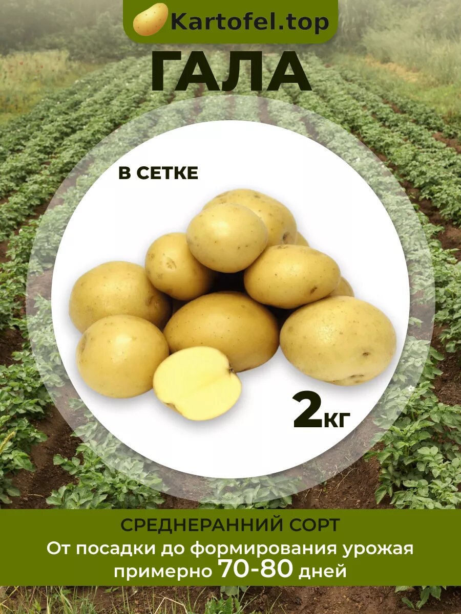 Картофель семенной на посадку Гала 2 кг