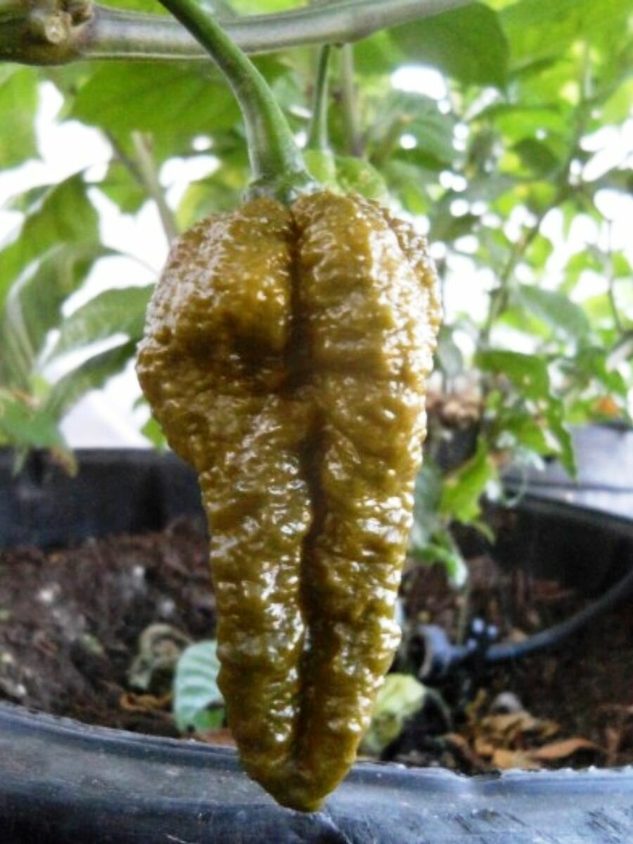 Острый перец Bhut Jolokia mustard семена 5 штук