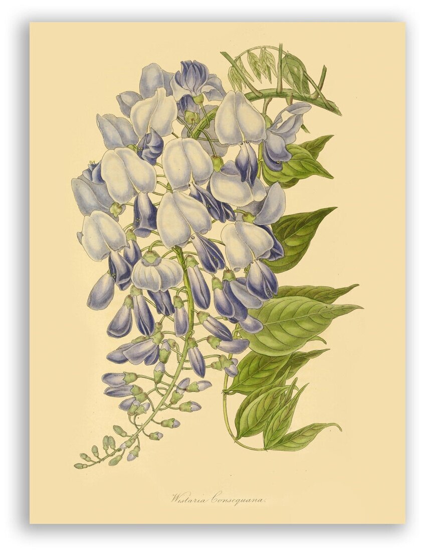 Гравюра Постер на бумаге / Wistaria Consequana