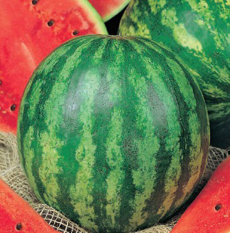 Семена Арбуза Лёжкий (1 гр.)