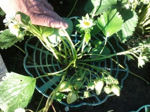 Подставка под клубнику XL/Опора для клубники см, 5 шт