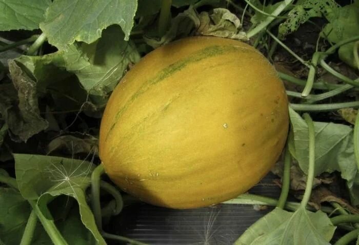 Коллекционные семена дыни Сказка