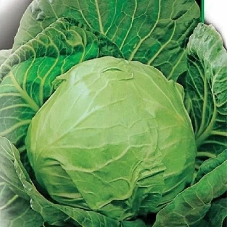 Коллекционные семена капусты б/к Дитмаршер Фрюер